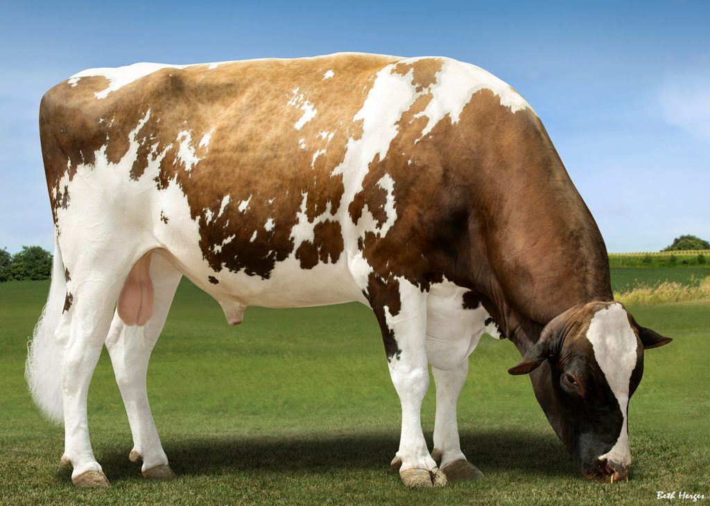 Rex-PP-Red | Triple-Hil Sires