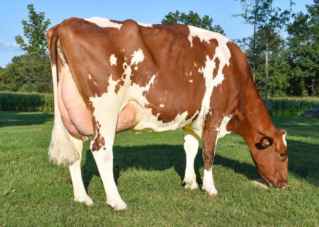 Rex-PP-Red | Triple-Hil Sires