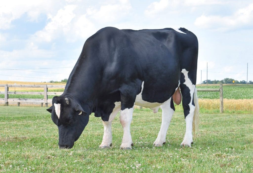 Triple-Hil Sires Holstein Sire Lineup | Triple-Hil Sires