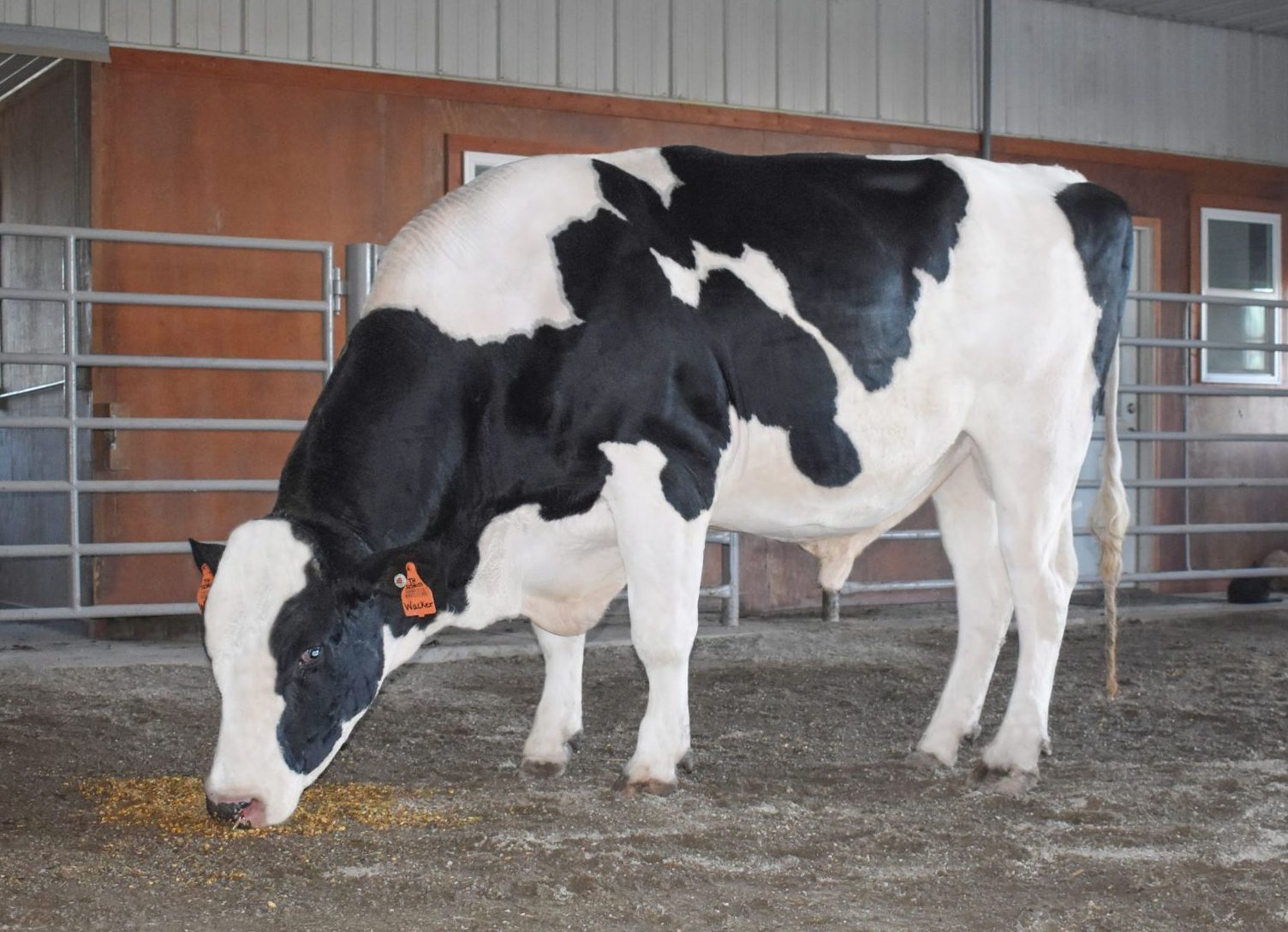 Bush Wacker | Triple-Hil Sires