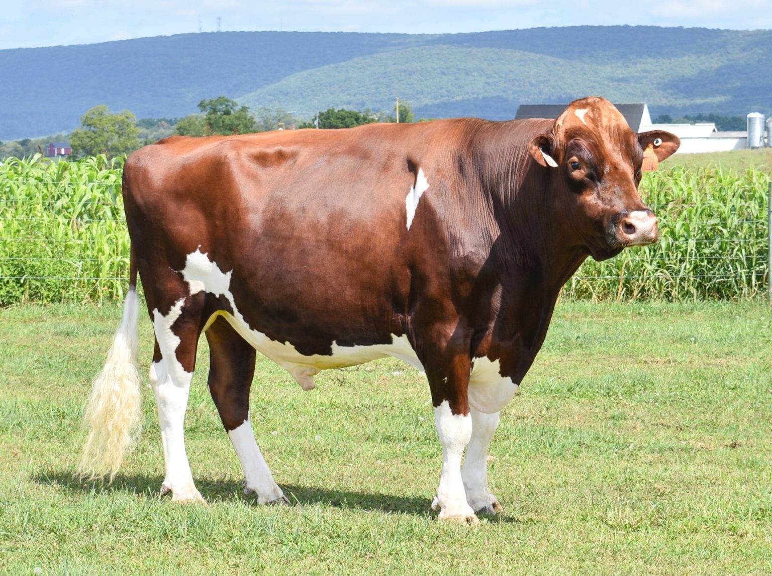 Triple-Hil Sires Holstein Sire Lineup | Triple-Hil Sires