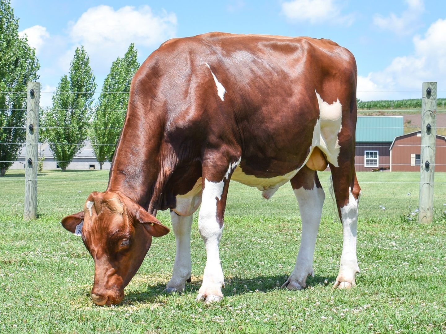 Triple-Hil Sires Holstein Sire Lineup | Triple-Hil Sires