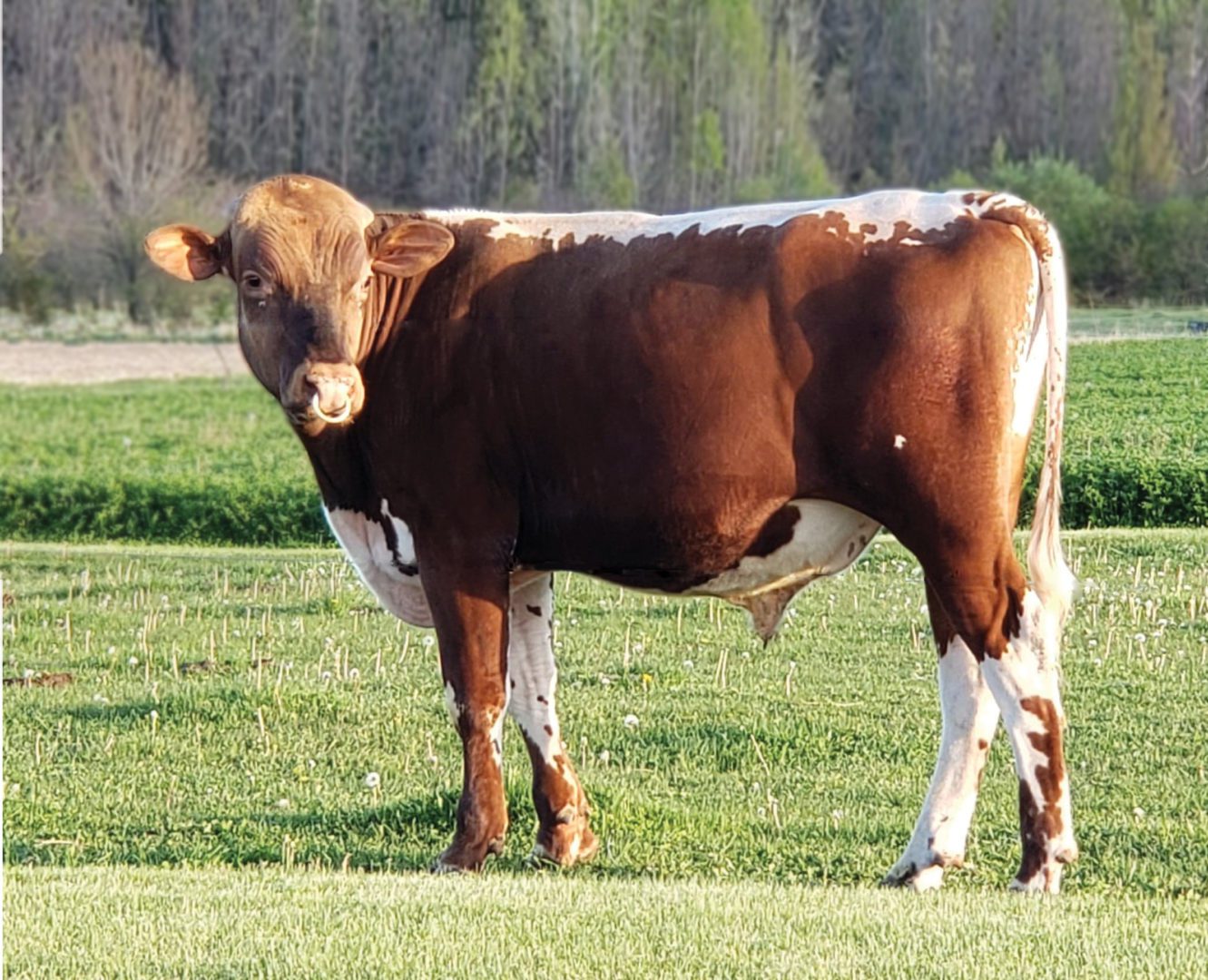 All Breeds Sire Directory | Triple-Hil Sires