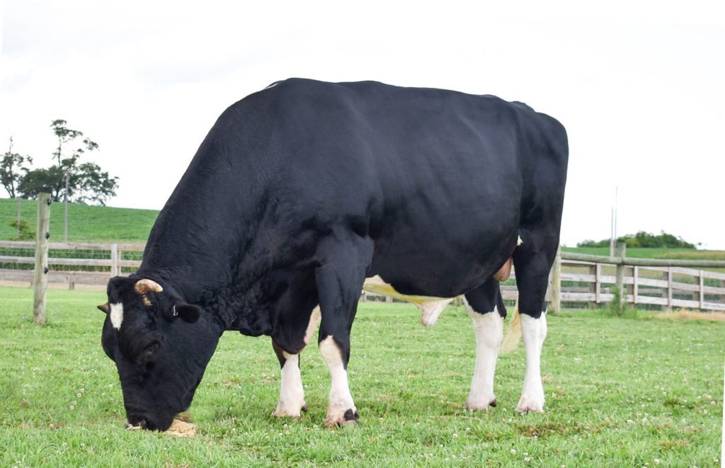 Triple-Hil Sires Holstein Sire Lineup | Triple-Hil Sires