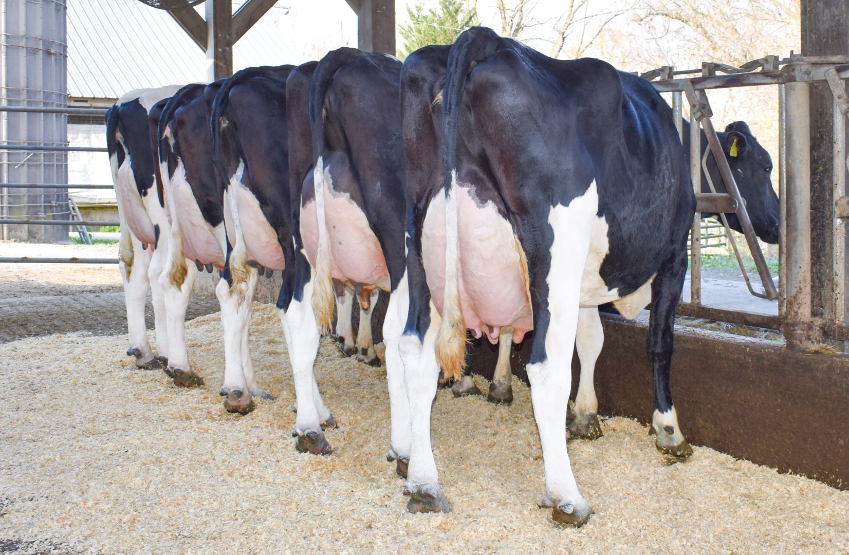 Rex-PP-Red | Triple-Hil Sires