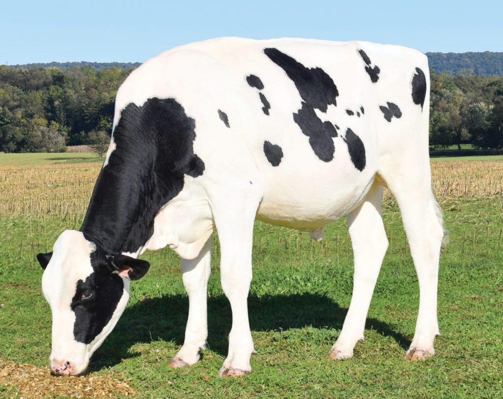 Triple-Hil Sires Holstein Sire Lineup | Triple-Hil Sires