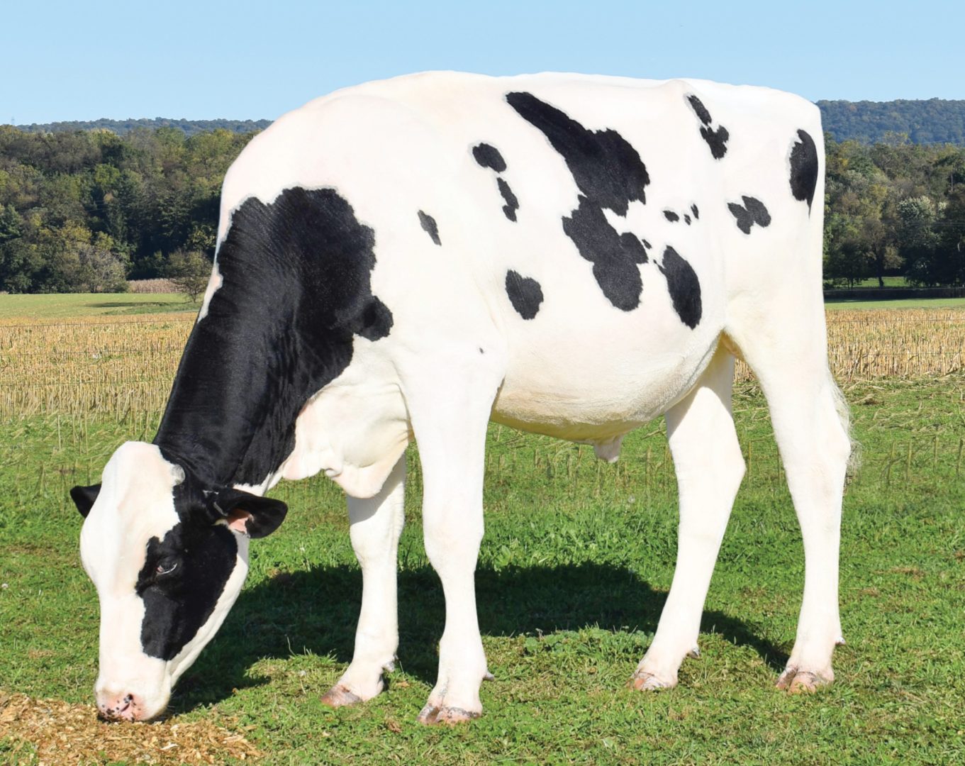 Triple-Hil Sires Holstein Sire Lineup | Triple-Hil Sires