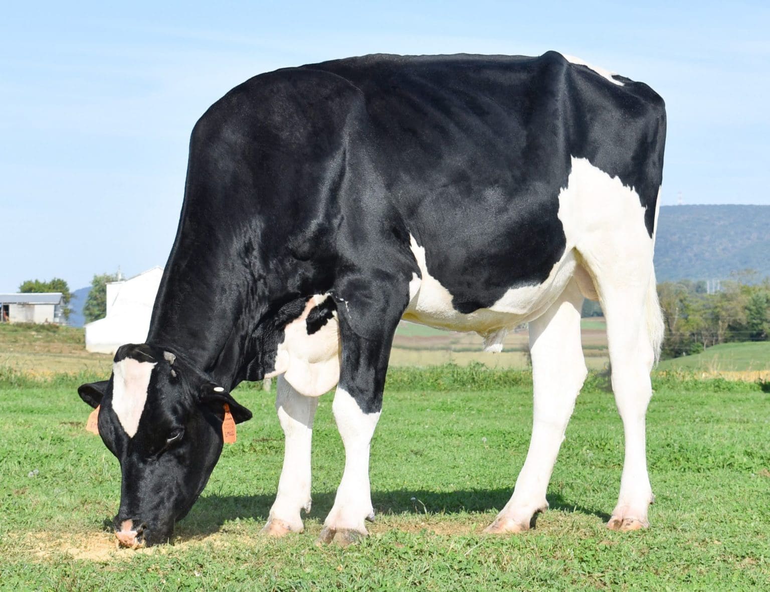 Triple-Hil Sires Holstein Sire Lineup | Triple-Hil Sires