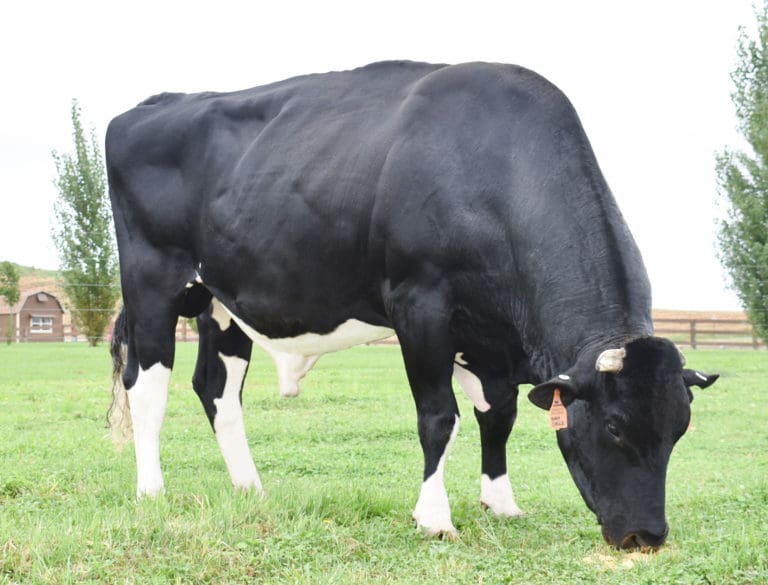 Triple-Hil Sires Holstein Sire Lineup | Triple-Hil Sires