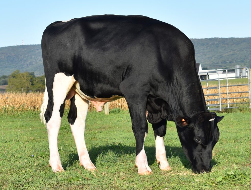 Triple-Hil Sires Holstein Sire Lineup | Triple-Hil Sires