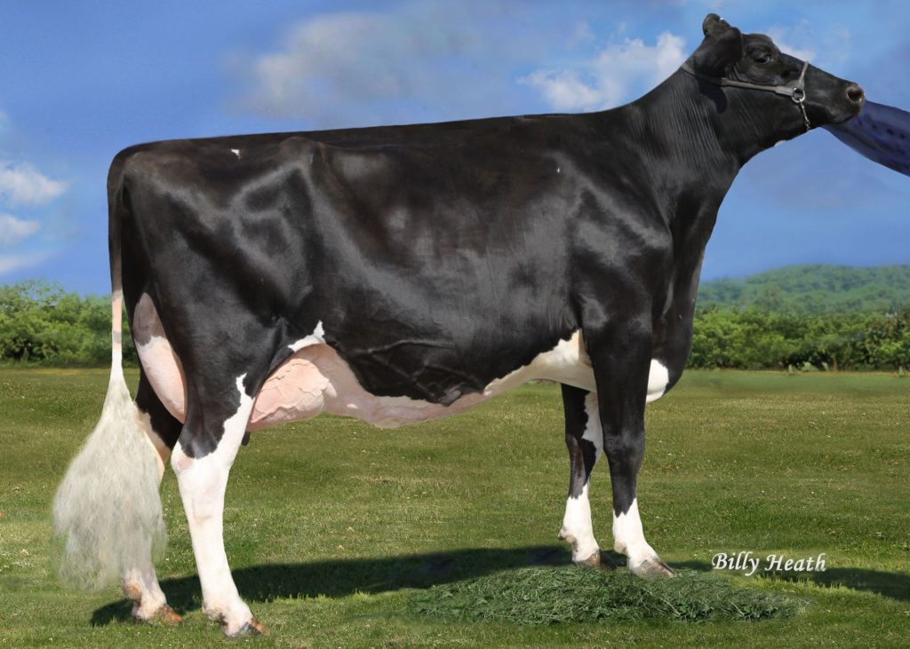 Rendezvous | Triple-Hil Sires