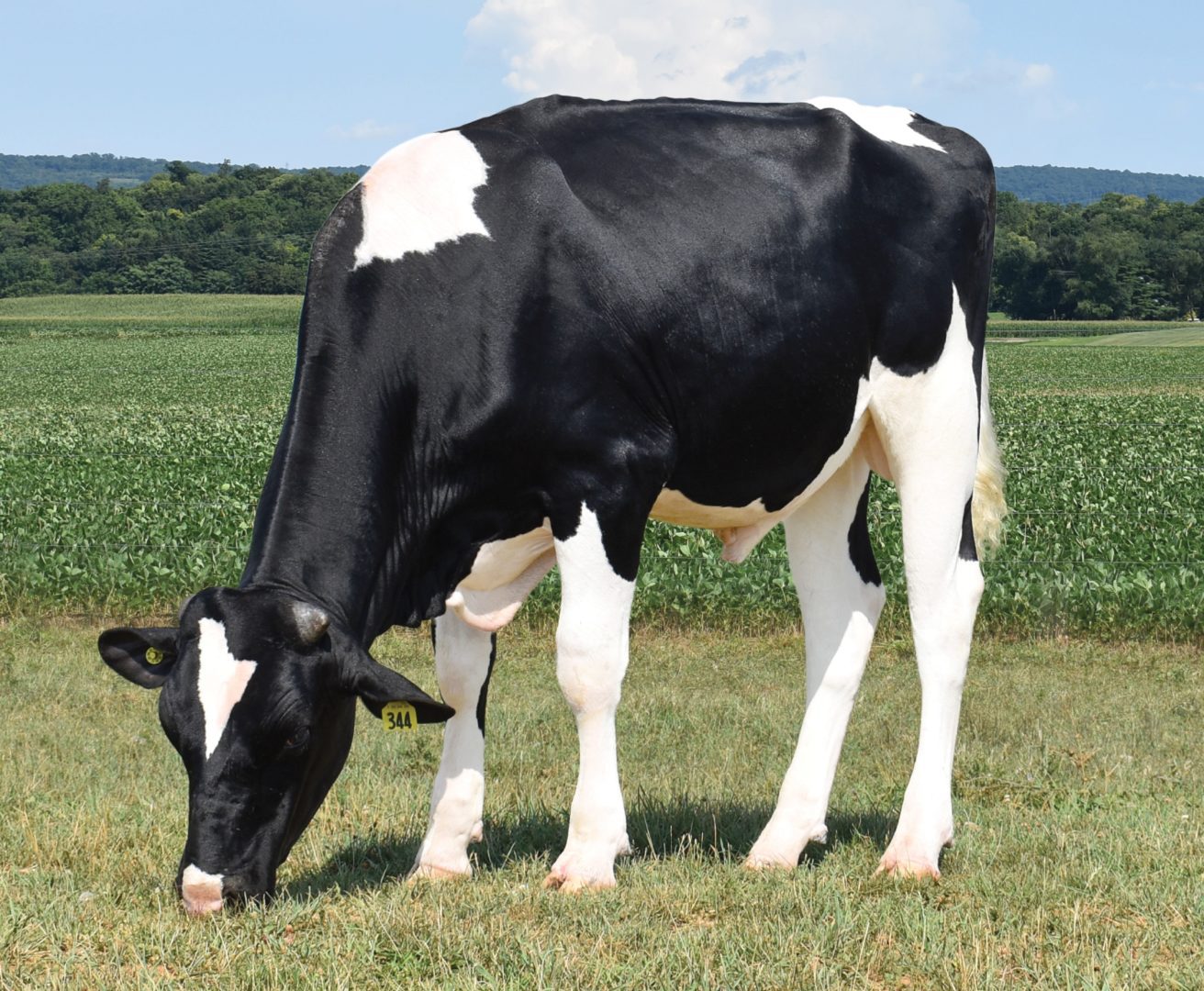Triple-Hil Sires Holstein Sire Lineup | Triple-Hil Sires