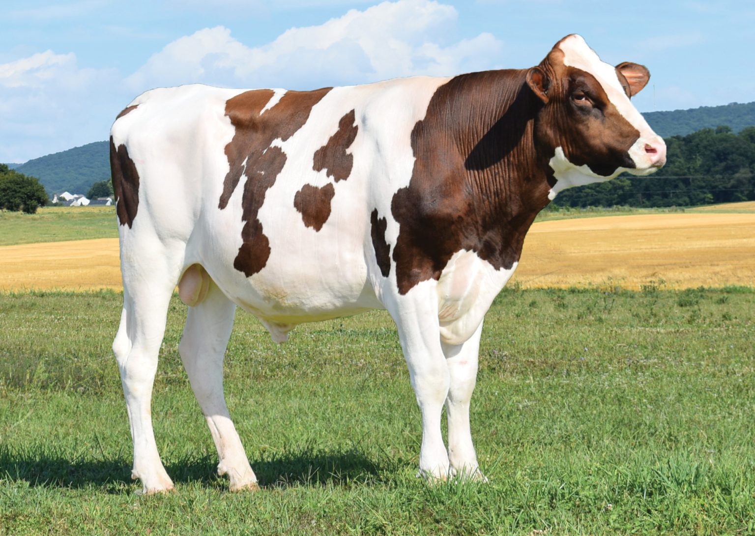Triple-Hil Sires Holstein Sire Lineup | Triple-Hil Sires