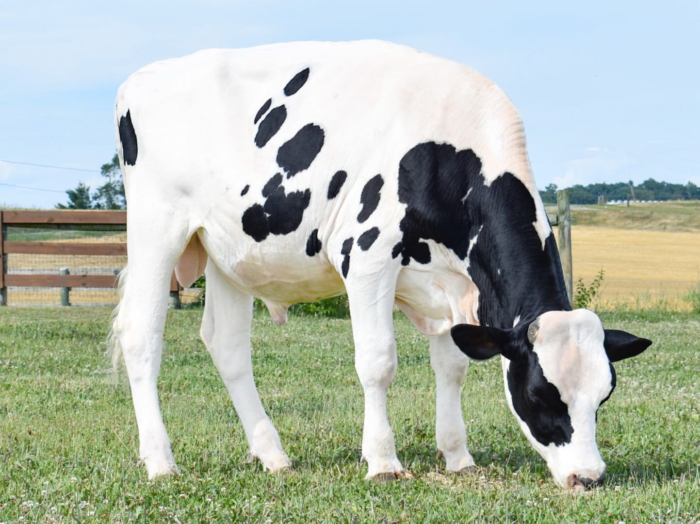 Triple-Hil Sires Holstein Sire Lineup | Triple-Hil Sires
