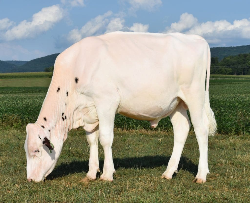 Triple-Hil Sires Holstein Sire Lineup | Triple-Hil Sires