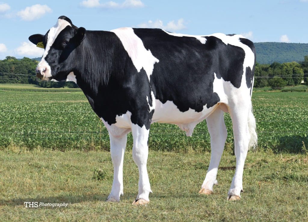 Triple-Hil Sires Holstein Sire Lineup | Triple-Hil Sires